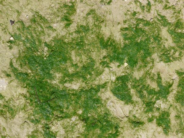 moss texture 0044 - Texturelib