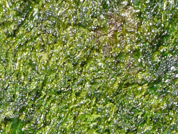 moss texture 0045 - Texturelib