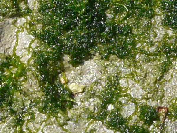 moss texture 0046 - Texturelib