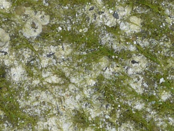 moss texture 0049 - Texturelib