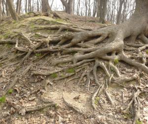 nature textures - Texturelib