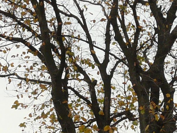 tree texture 0001 - Texturelib