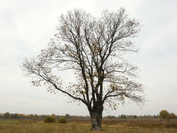 tree texture 0001 - Texturelib