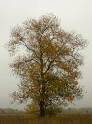 tree textures - Texturelib