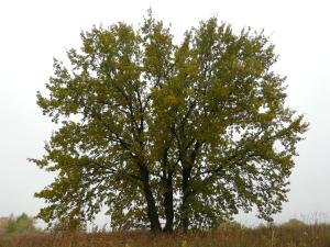 tree textures - Texturelib