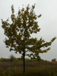 tree textures - Texturelib