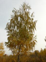 tree textures - Texturelib