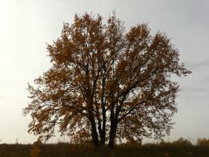 tree textures - Texturelib