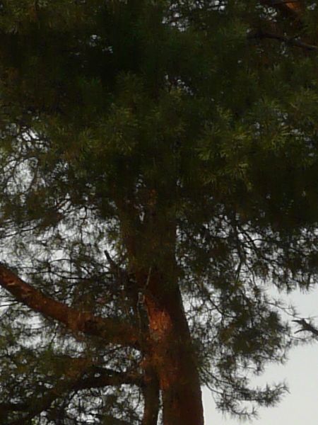 tree texture 0057 - Texturelib