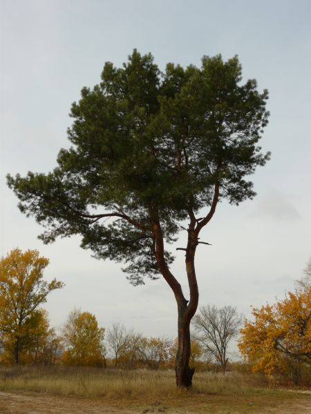 tree texture 0057 - Texturelib