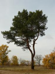 tree textures - Texturelib