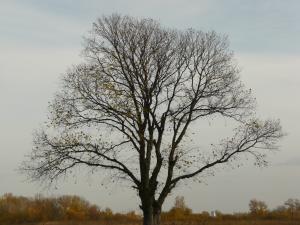 tree textures - Texturelib