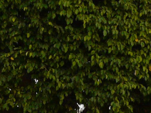 tree texture 0073 - Texturelib