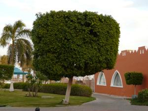 tree textures - Texturelib