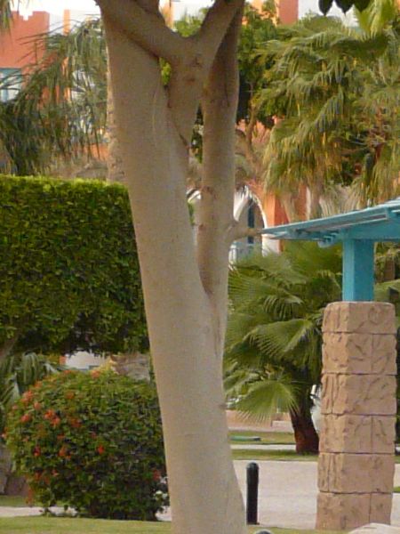 tree texture 0073 - Texturelib