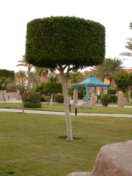 tree texture 0073 - Texturelib