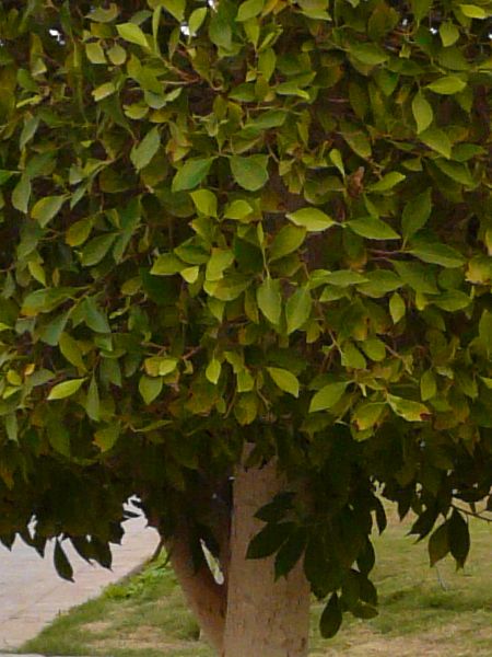 tree texture 0073 - Texturelib