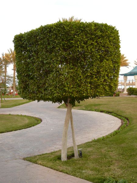 tree texture 0073 - Texturelib