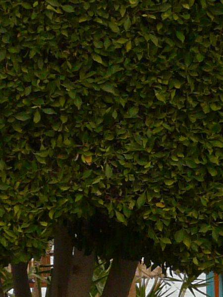 tree texture 0073 - Texturelib