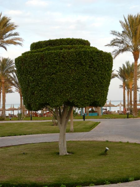 tree texture 0073 - Texturelib