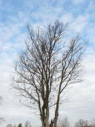 tree textures - Texturelib