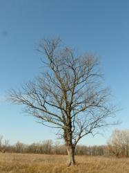 tree textures - Texturelib