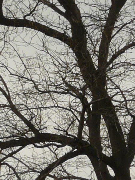 tree texture 0088 - Texturelib