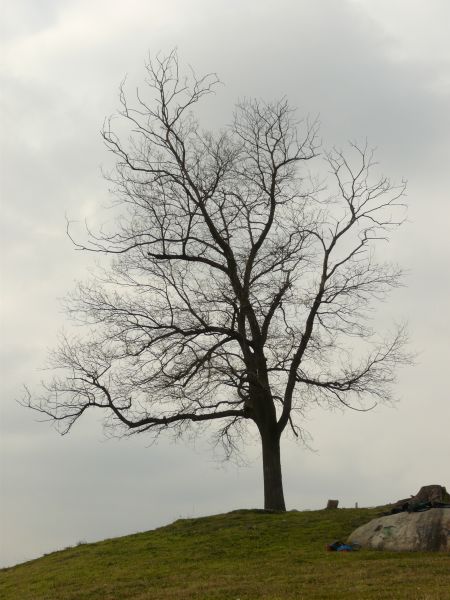 tree texture 0088 - Texturelib