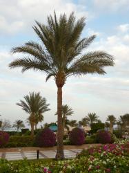 tree textures - Texturelib