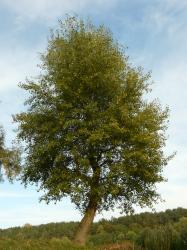 tree textures - Texturelib