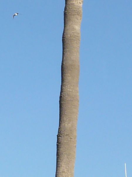 tree texture 0103 - Texturelib