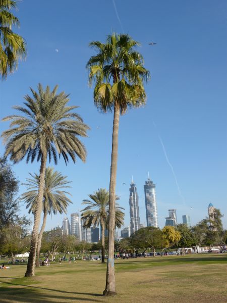 tree texture 0103 - Texturelib