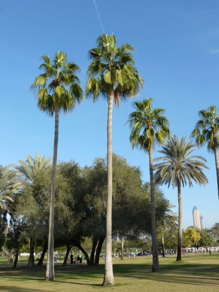 tree texture 0103 - Texturelib