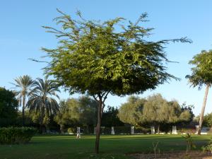 tree textures - Texturelib