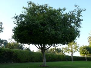 tree textures - Texturelib