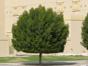 tree textures - Texturelib