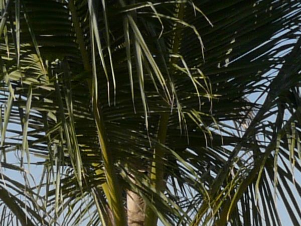 tree texture 0116 - Texturelib