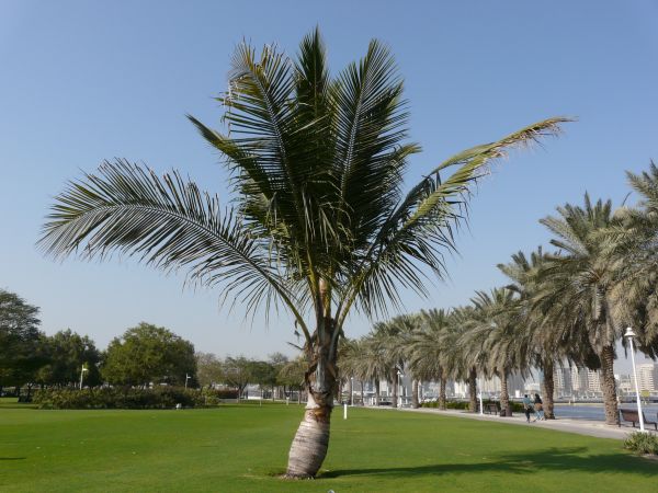 tree texture 0116 - Texturelib