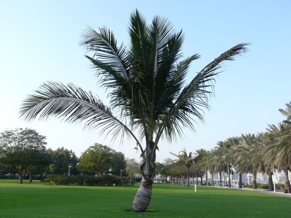 tree texture 0116 - Texturelib