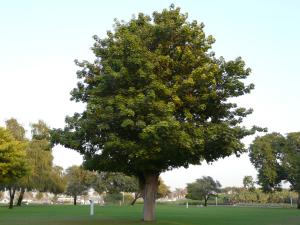 tree textures - Texturelib