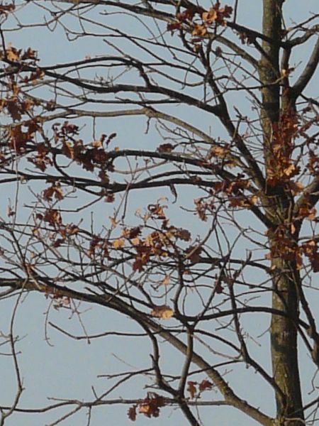 tree texture 0126 - Texturelib