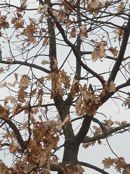 tree texture 0127 - Texturelib