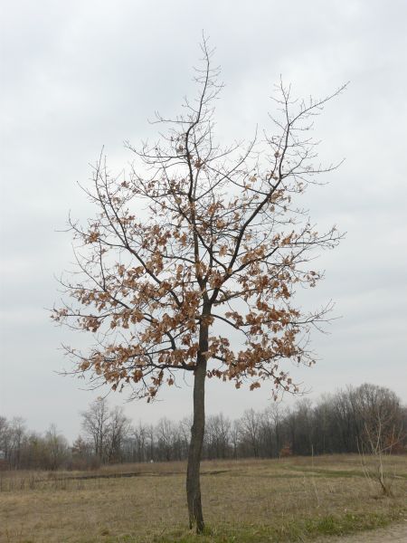 tree texture 0127 - Texturelib