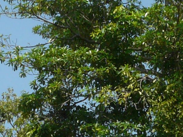 tree texture 0128 - Texturelib