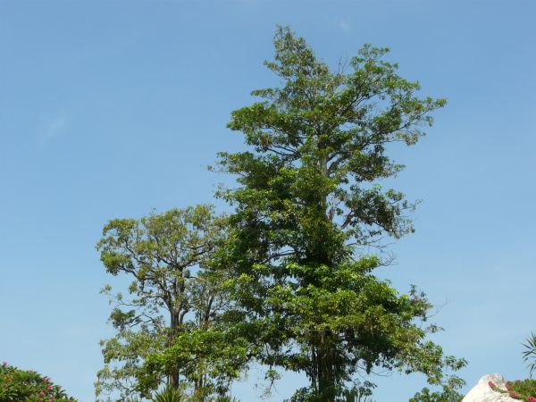 tree texture 0128 - Texturelib