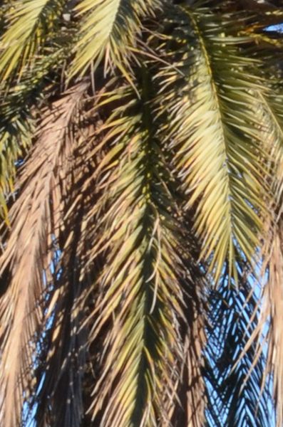 tree texture 0134 - Texturelib