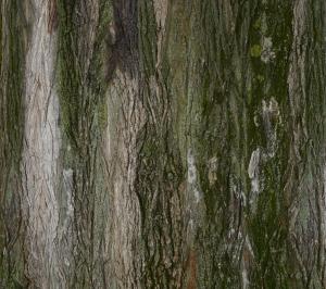 trunk textures - Texturelib