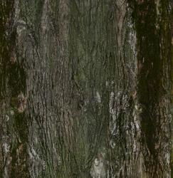 trunk textures - Texturelib