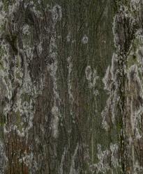 trunk textures - Texturelib