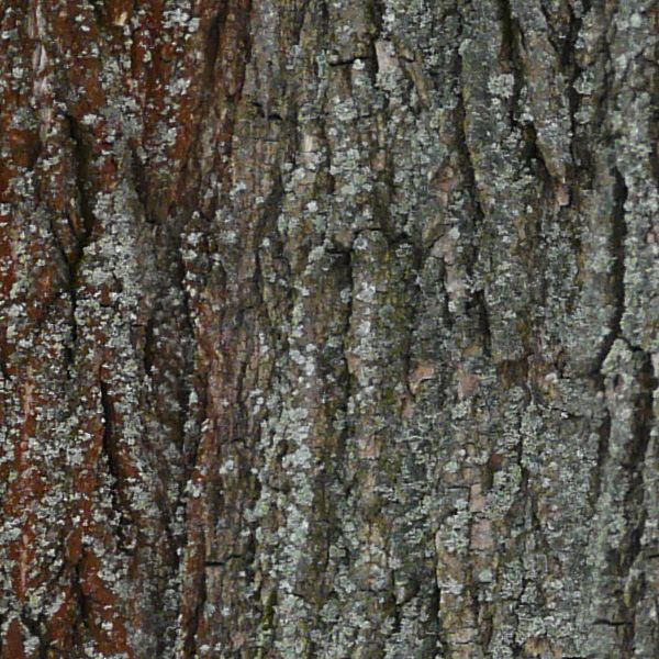 trunk texture 0006 - Texturelib